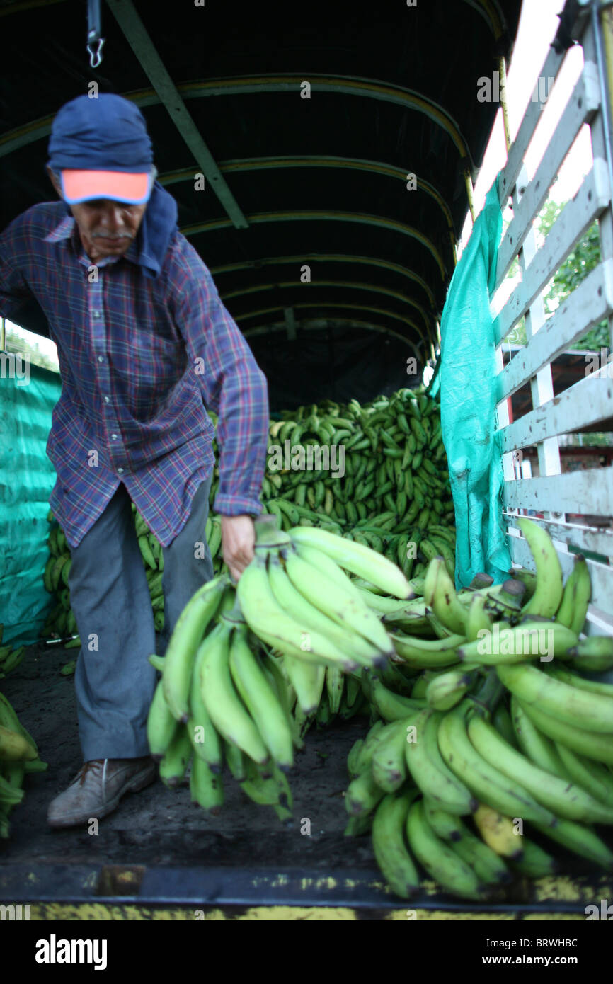 banana's in Colombia Stock Photo - Alamy