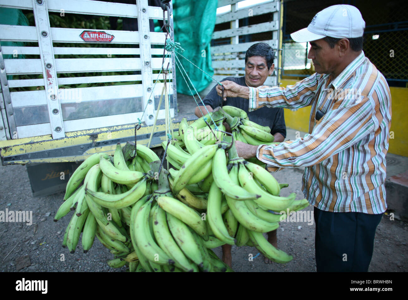 banana's in Colombia Stock Photo - Alamy