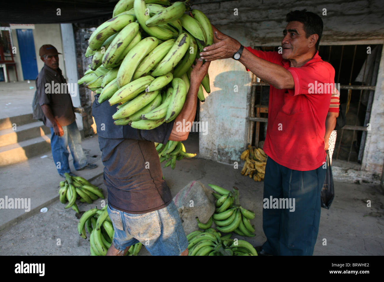 banana's in Colombia Stock Photo - Alamy