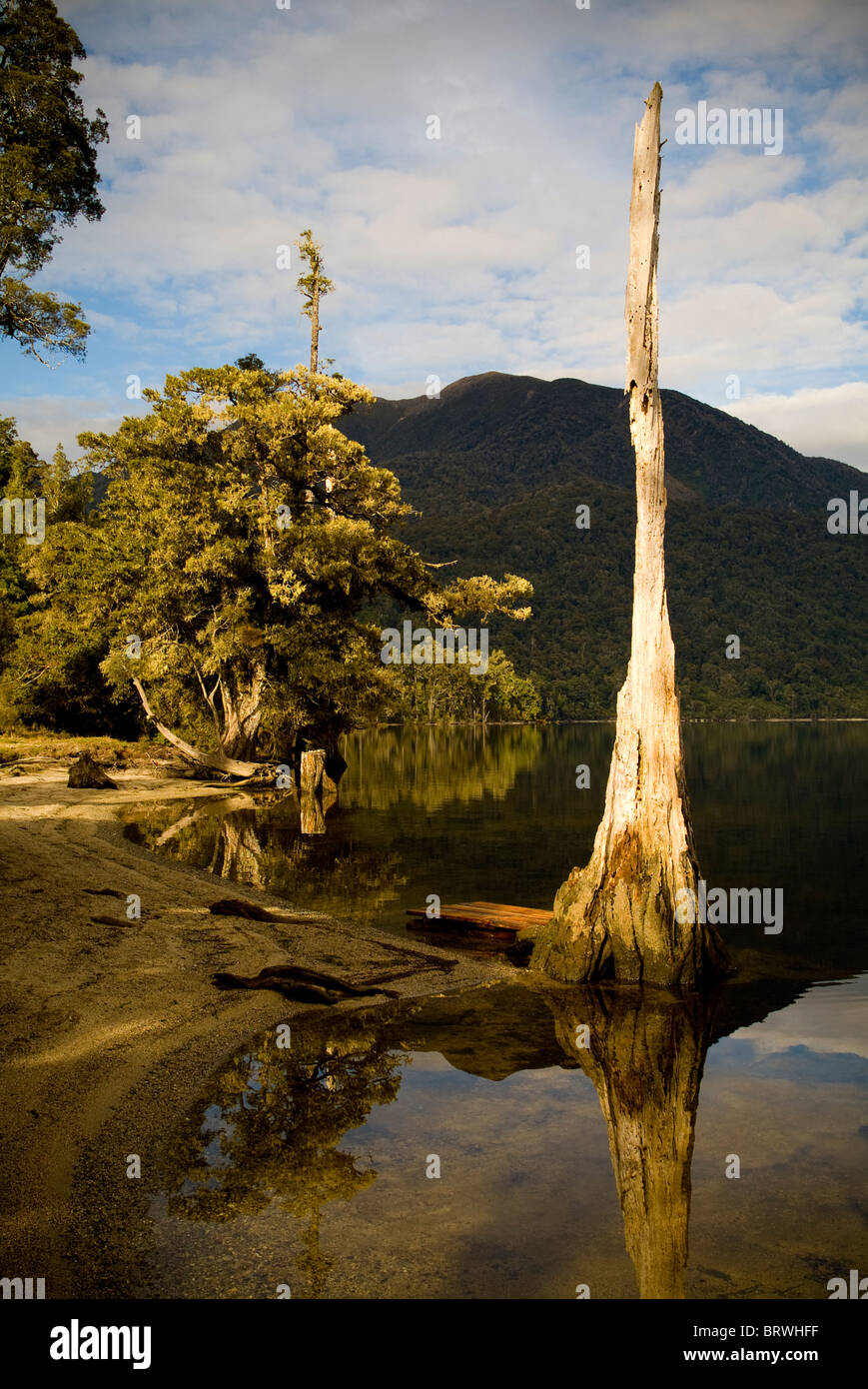 Forest reflections on lake edge Stock Photo - Alamy