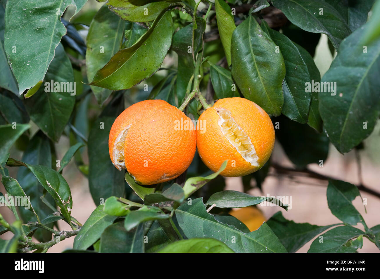 Two oranges on tree split from drought Stock Photo - Alamy