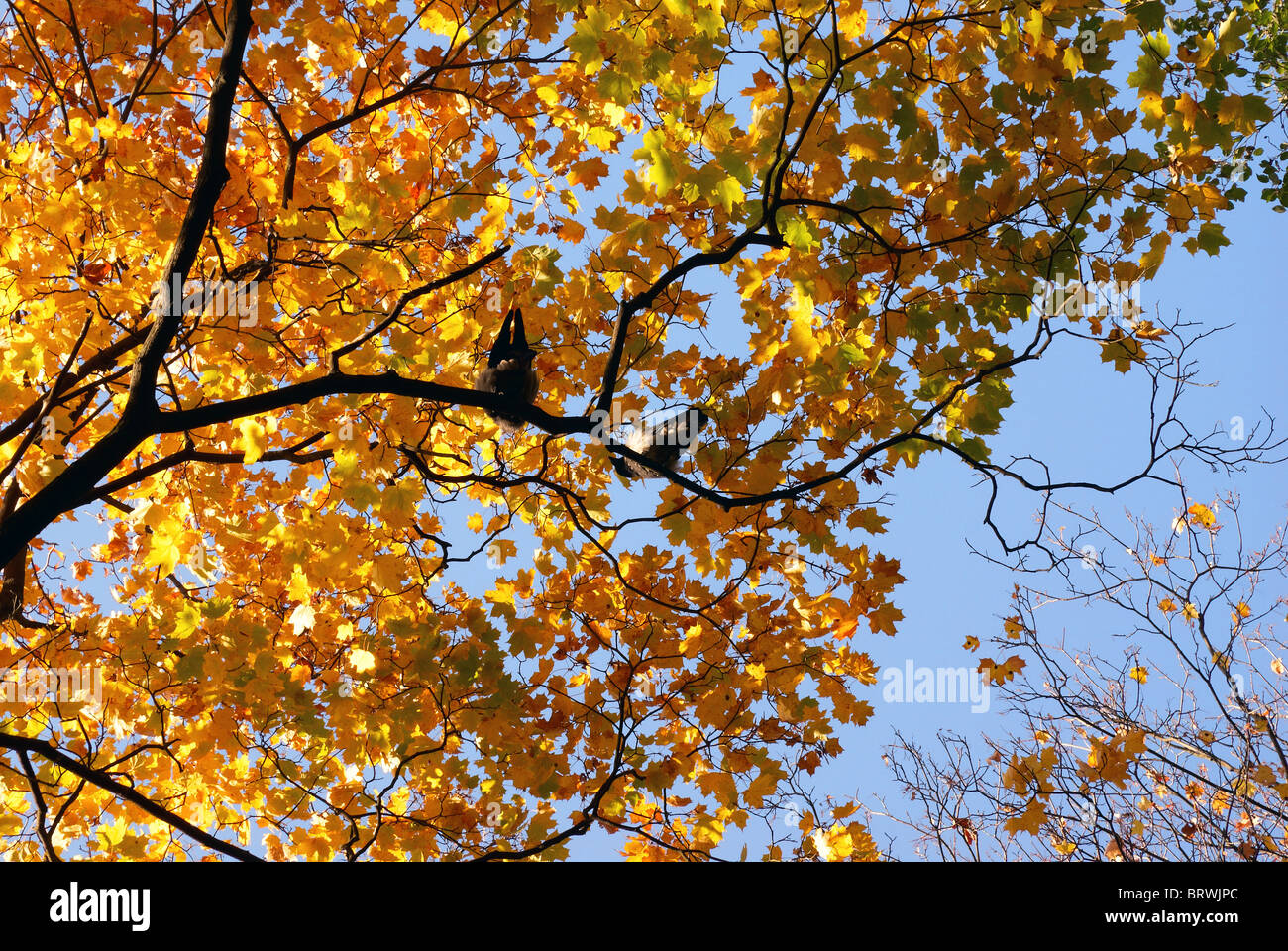 Birds sit on tree branch hi-res stock photography and images - Alamy