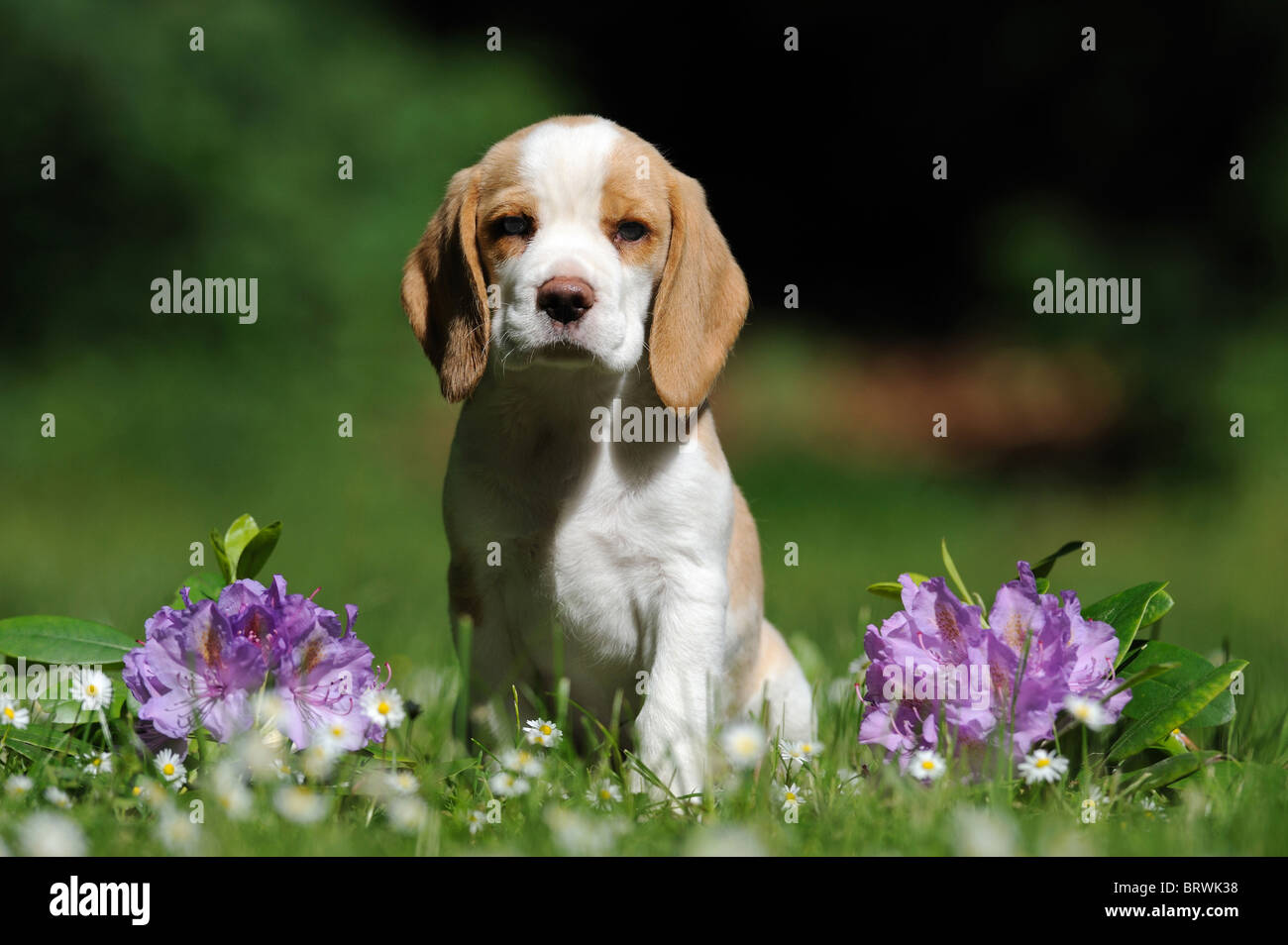 Beagle (Canis lupus familiaris). Puppy sitting between two Rhododendron ...