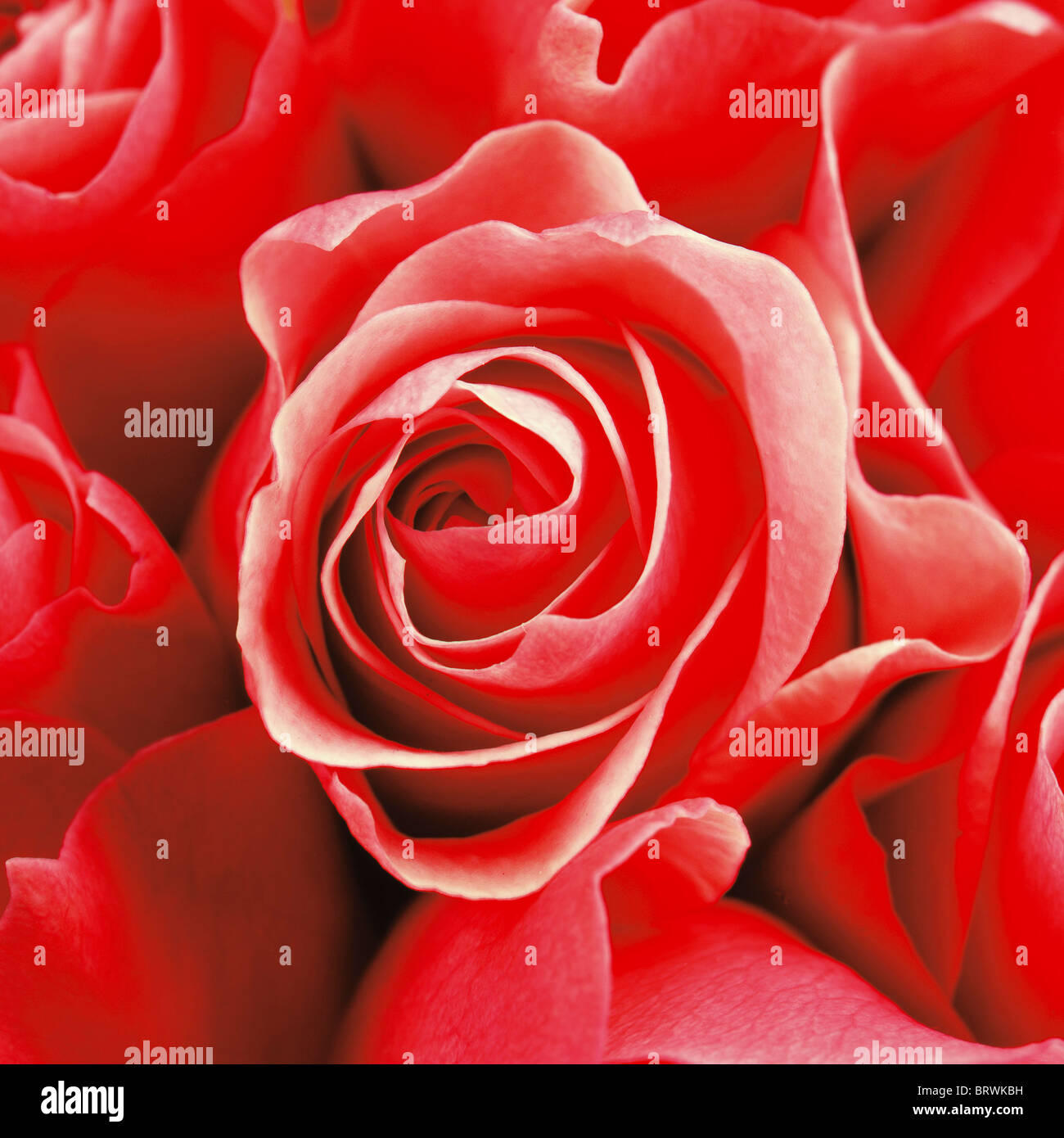 Red rose pink flowers hi-res stock photography and images - Alamy