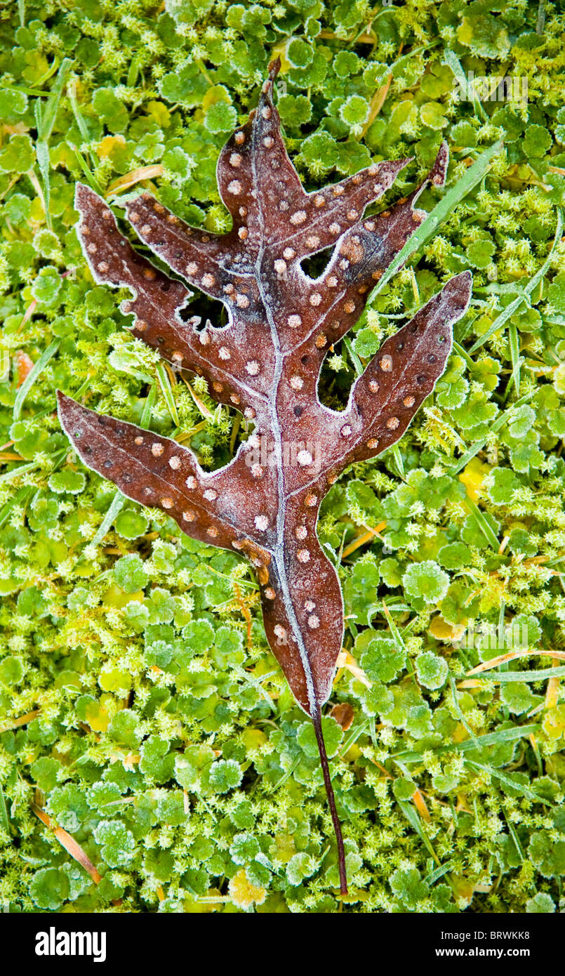 Plant details in lush colours Stock Photo - Alamy