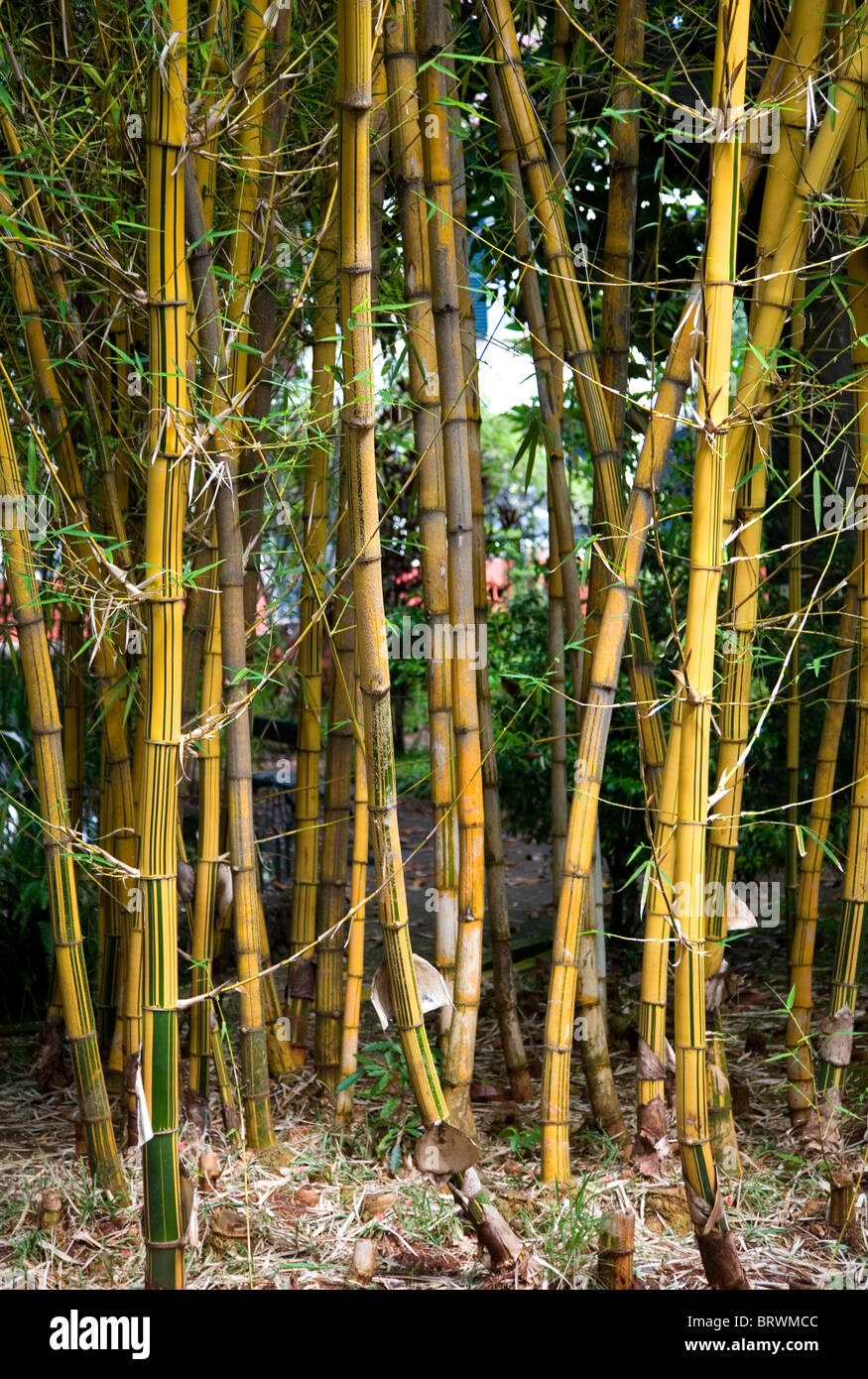 Grasses and bamboo garden hi-res stock photography and images - Alamy