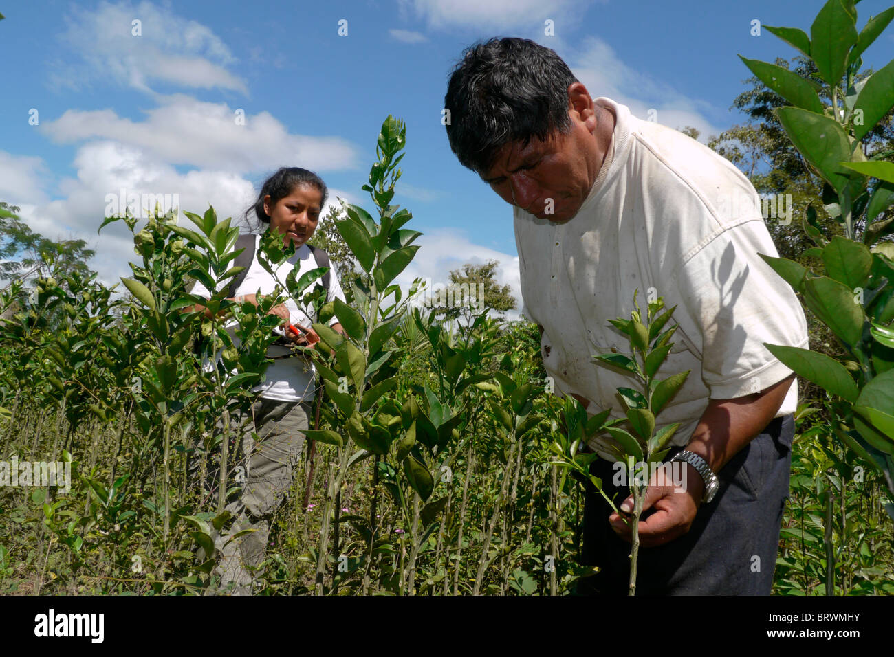 BOLIVIA Farmers of Alto Beni in a citrus nursery Stock Photo - Alamy