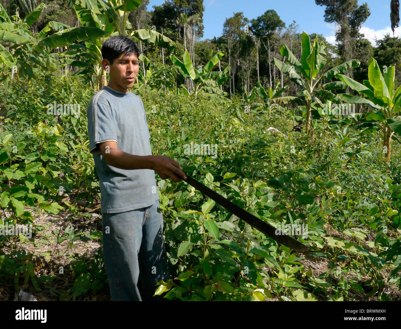 BOLIVIA ECOTOPS projects in Alto Beni. Farmer Urbano Jupanqui on his ...