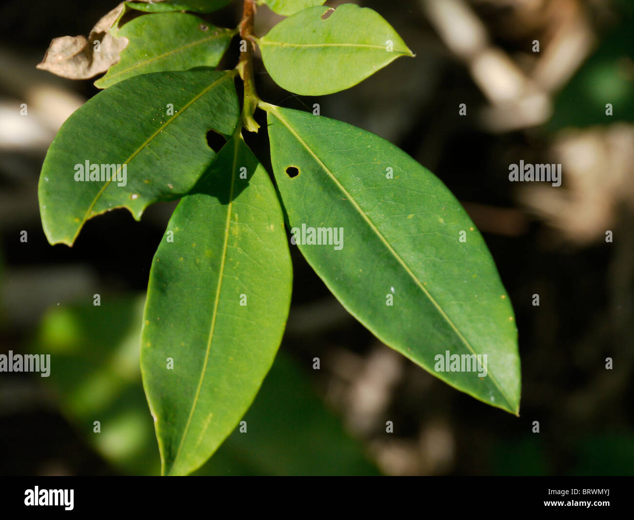 Coca Growing Stock Photos & Coca Growing Stock Images - Alamy