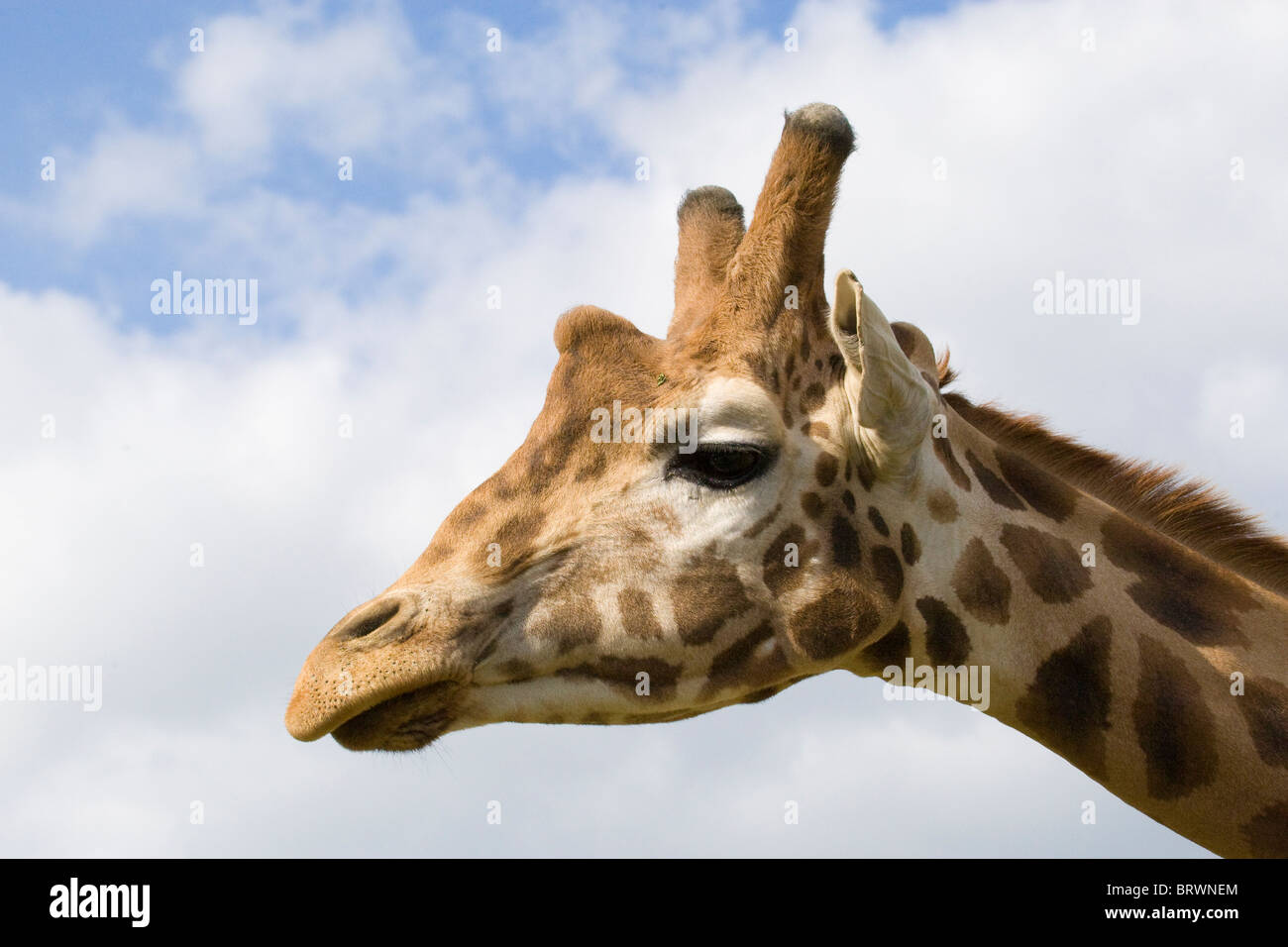 Giraffe Mammal Wildlife Herbivorous "Safari Animals" "Animal Head ...