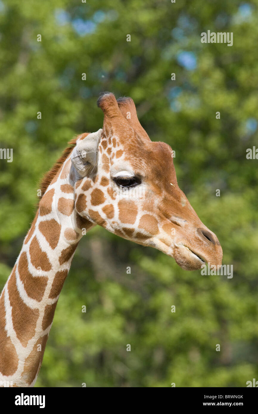 Giraffe Mammal Wildlife Herbivorous "Safari Animals" "Animal Head ...