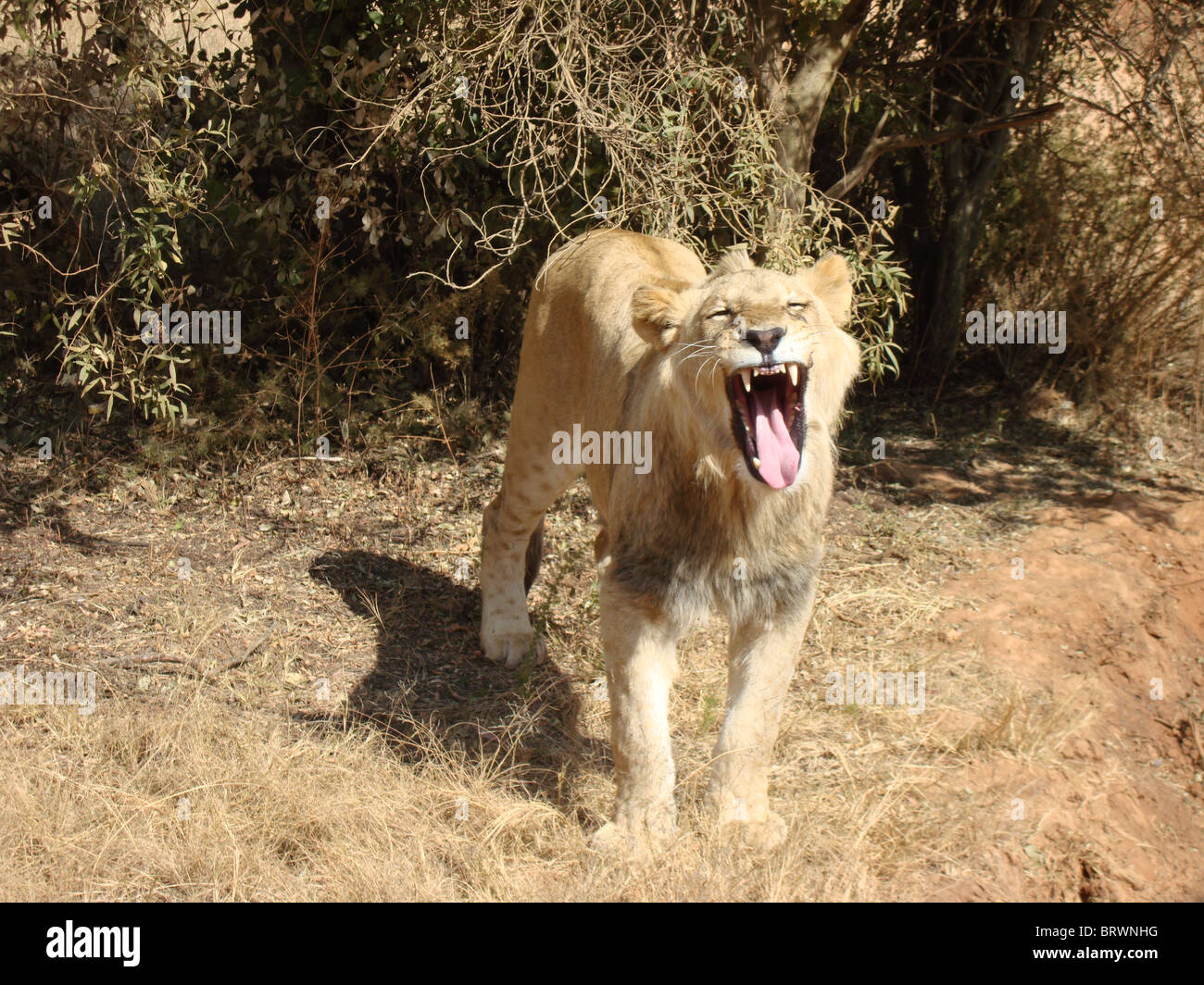 Lion roaring hi-res stock photography and images - Alamy