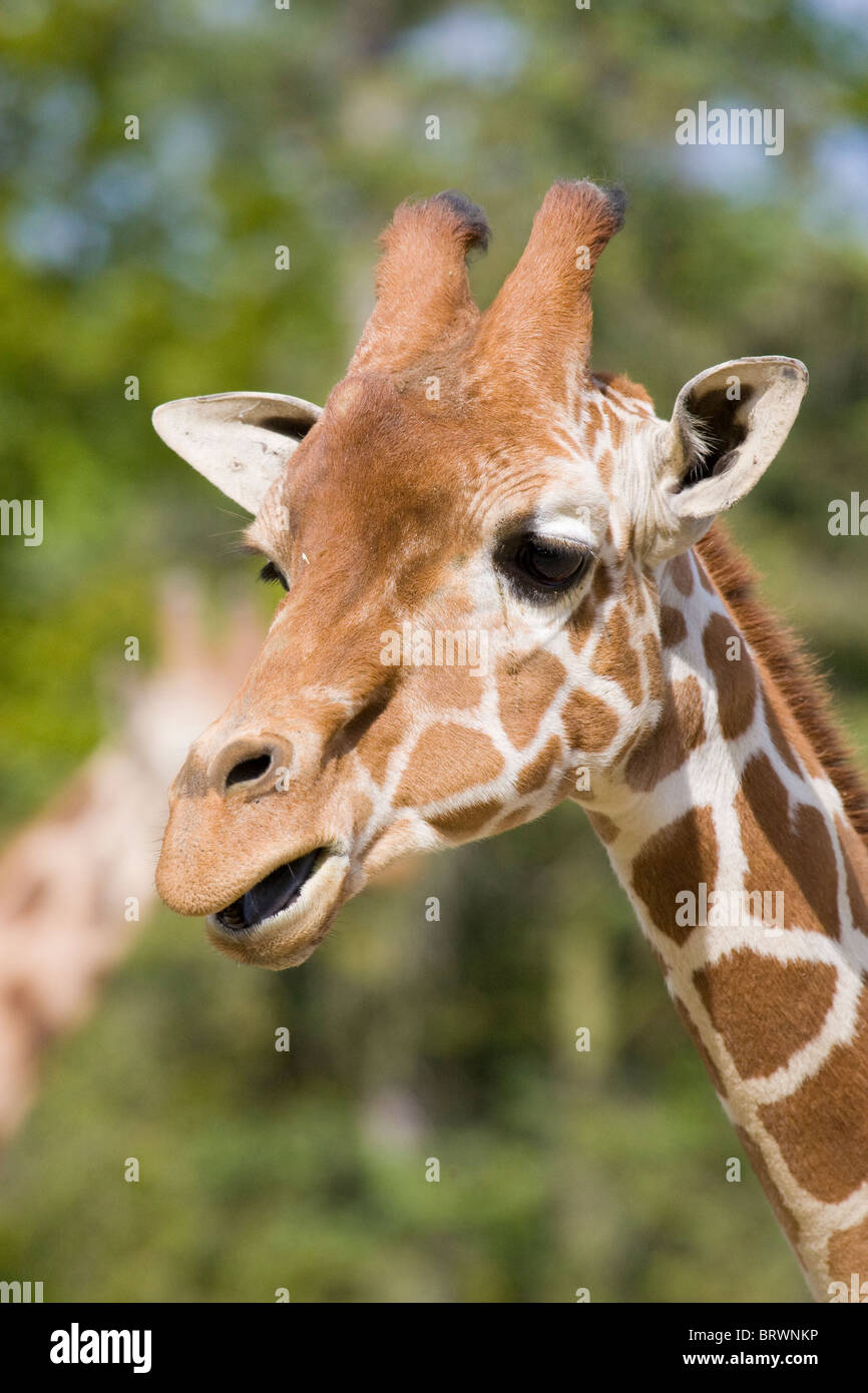 Giraffe Mammal Wildlife Herbivorous "Safari Animals" "Animal Head ...
