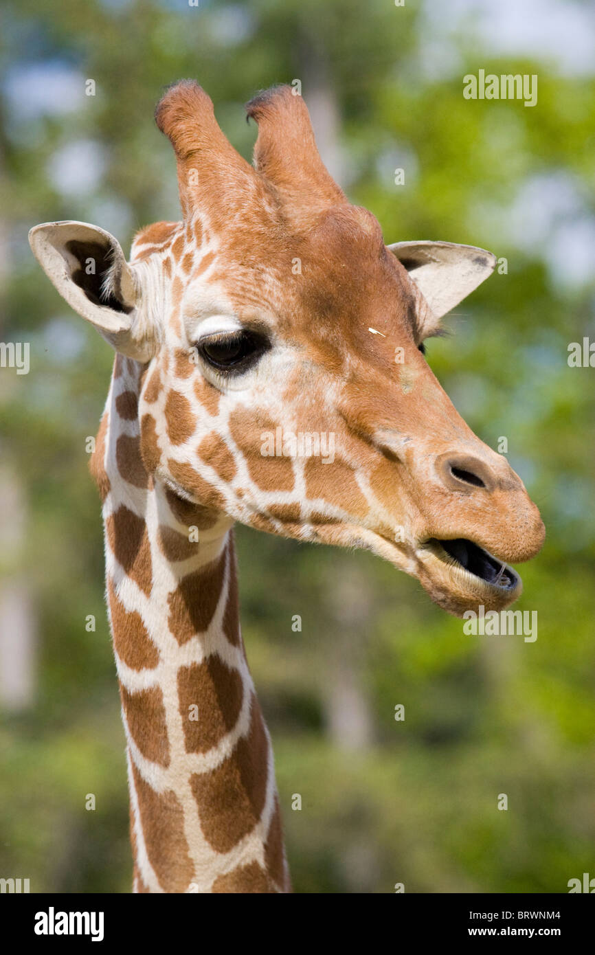 Giraffe Mammal Wildlife Herbivorous "Safari Animals" "Animal Head ...