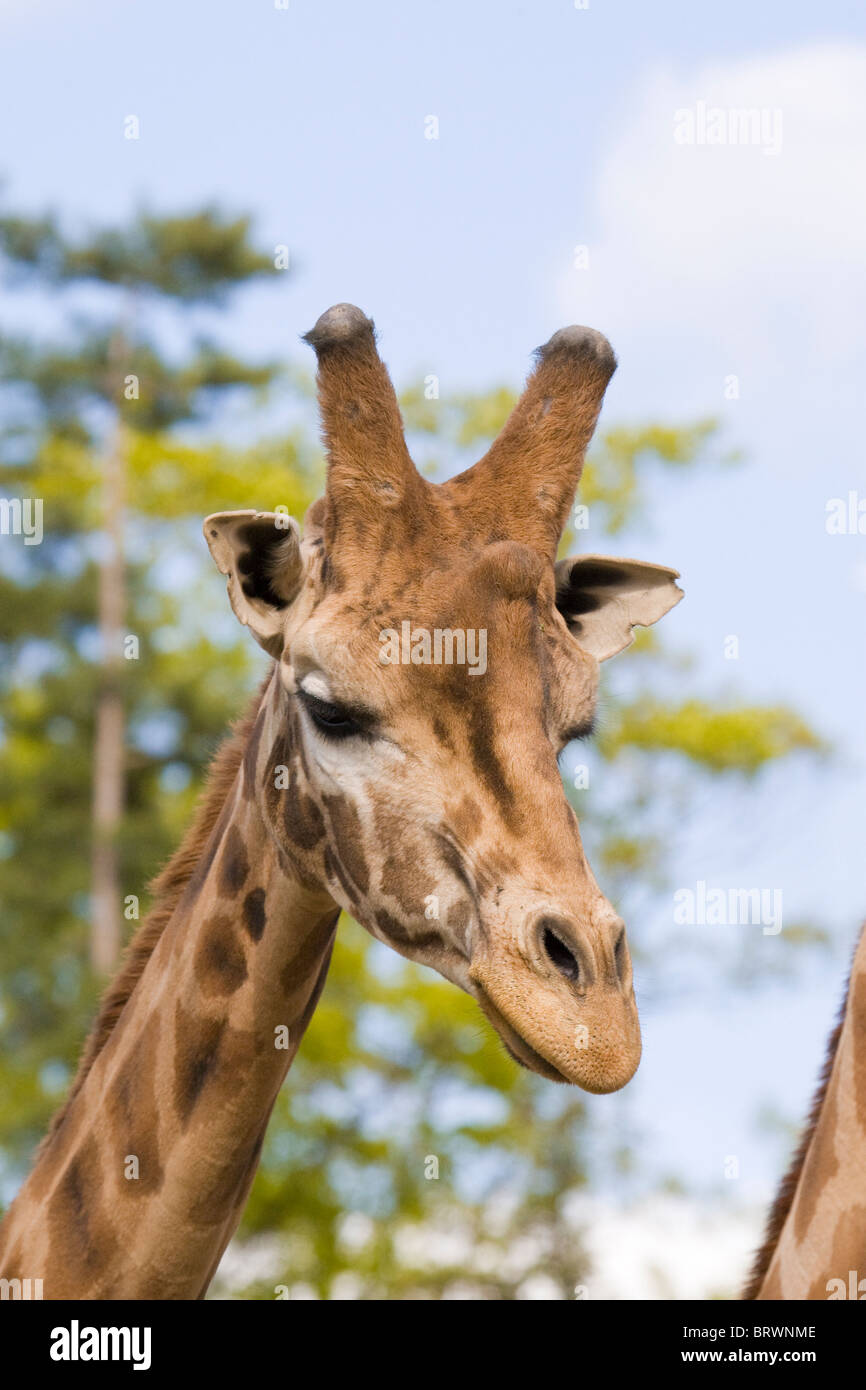 Giraffe Mammal Wildlife Herbivorous "Safari Animals" "Animal Head ...