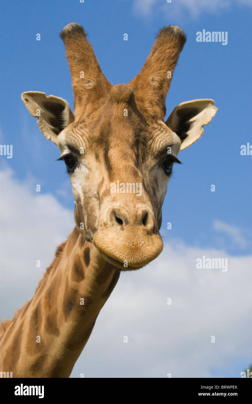 Giraffe Mammal Wildlife Herbivorous "Safari Animals" "Animal Head ...
