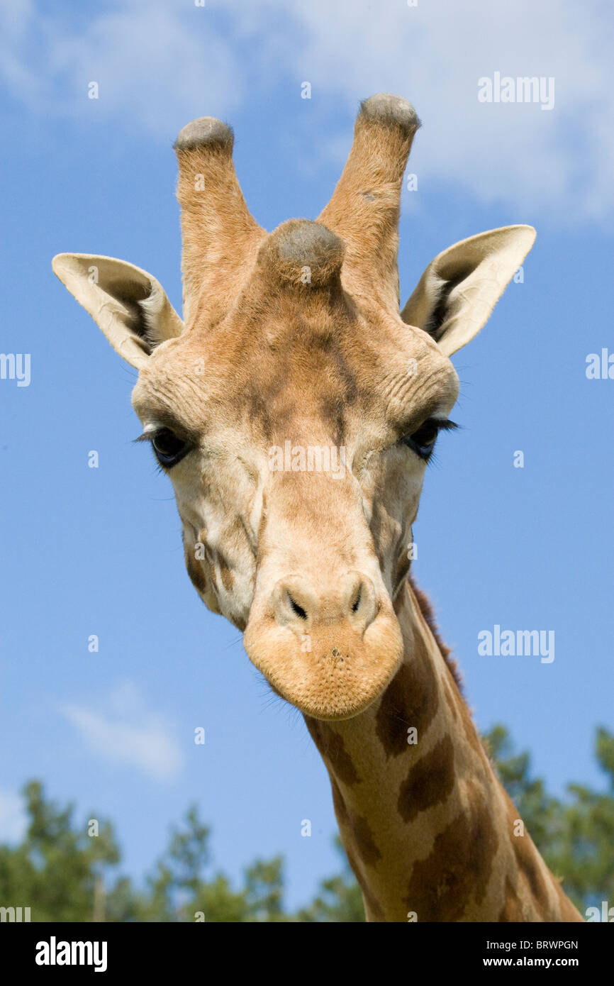 Giraffe Mammal Wildlife Herbivorous "Safari Animals" "Animal Head ...