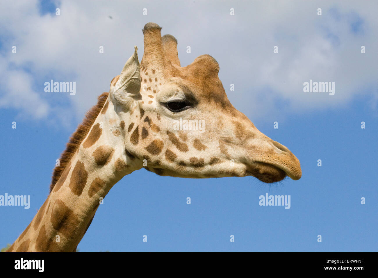 Giraffe Mammal Wildlife Herbivorous "Safari Animals" "Animal Head ...