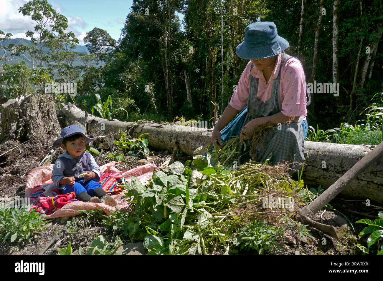 BOLIVIA Farmers of Caranavi Stock Photo - Alamy