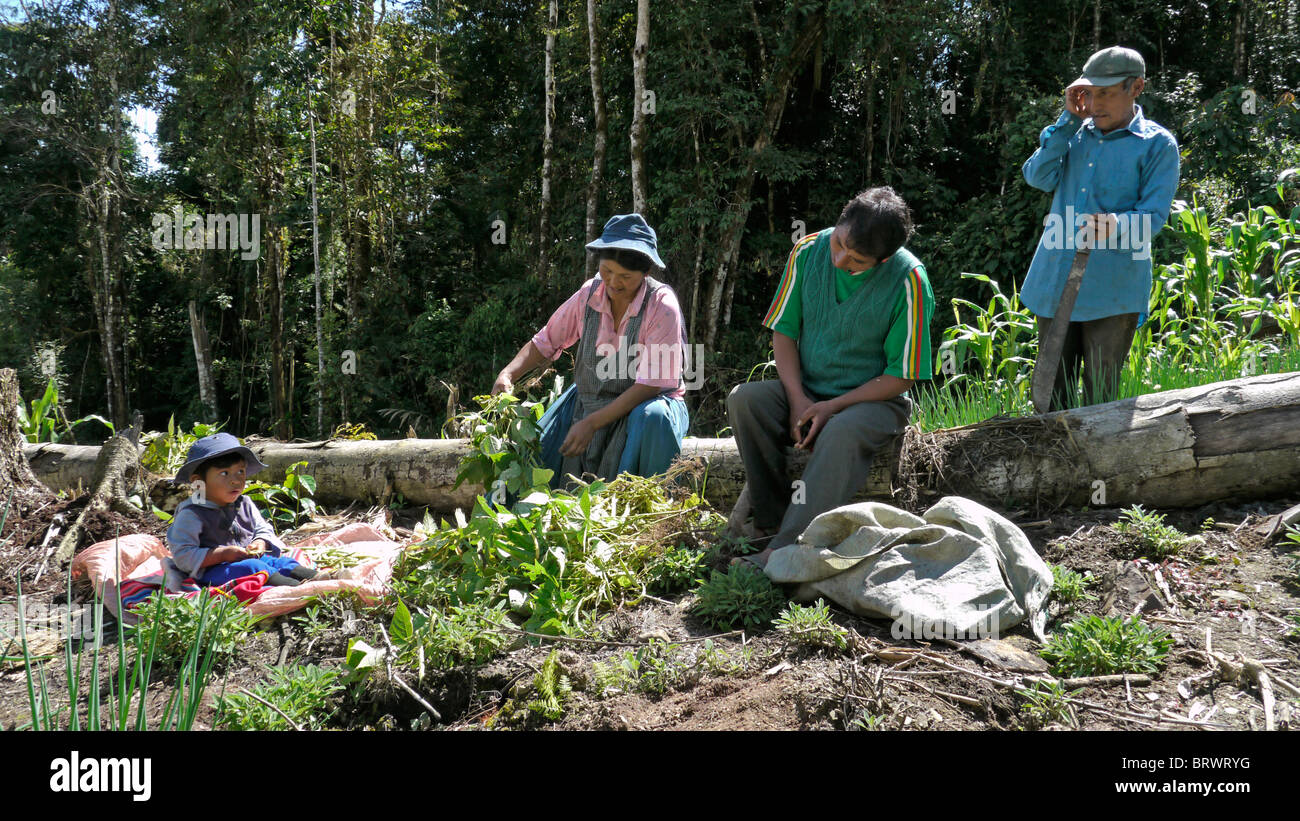 BOLIVIA Farmers of Caranavi Stock Photo - Alamy