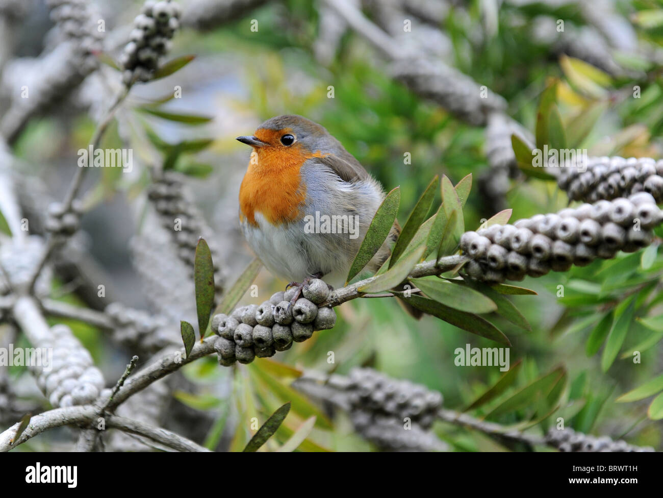A Robin perched on branch Stock Photo - Alamy