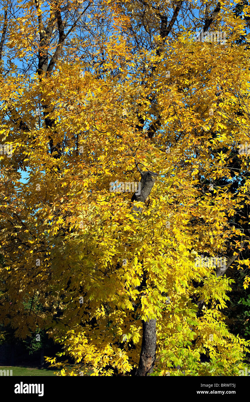 colorful autumn tree in the park Stock Photo - Alamy