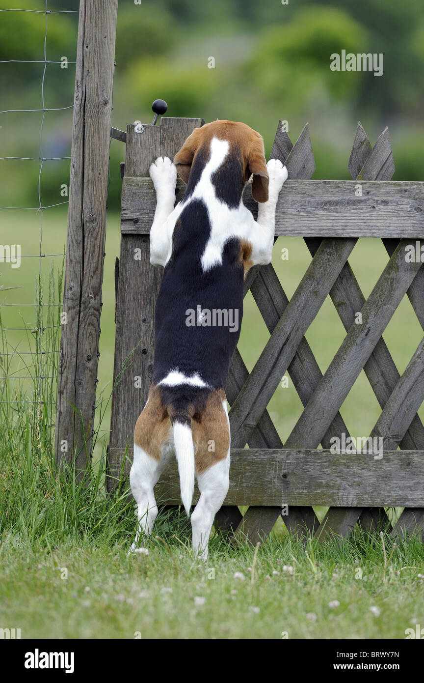 Beagle (Canis lupus familiaris). Puppy standing on its hind legs at a ...