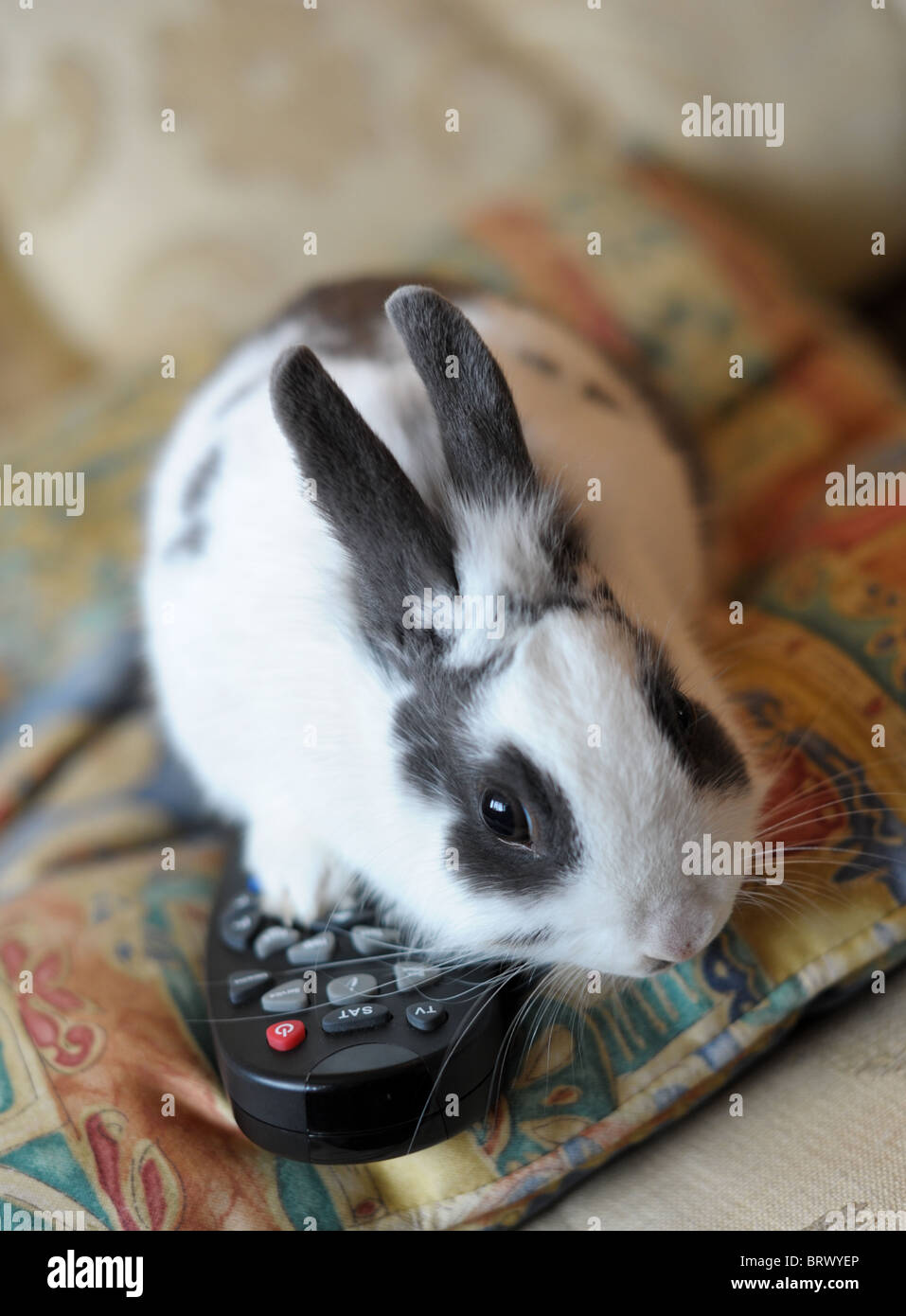 A cute white and grey house rabbit sitting on a sofa with its paw on ...