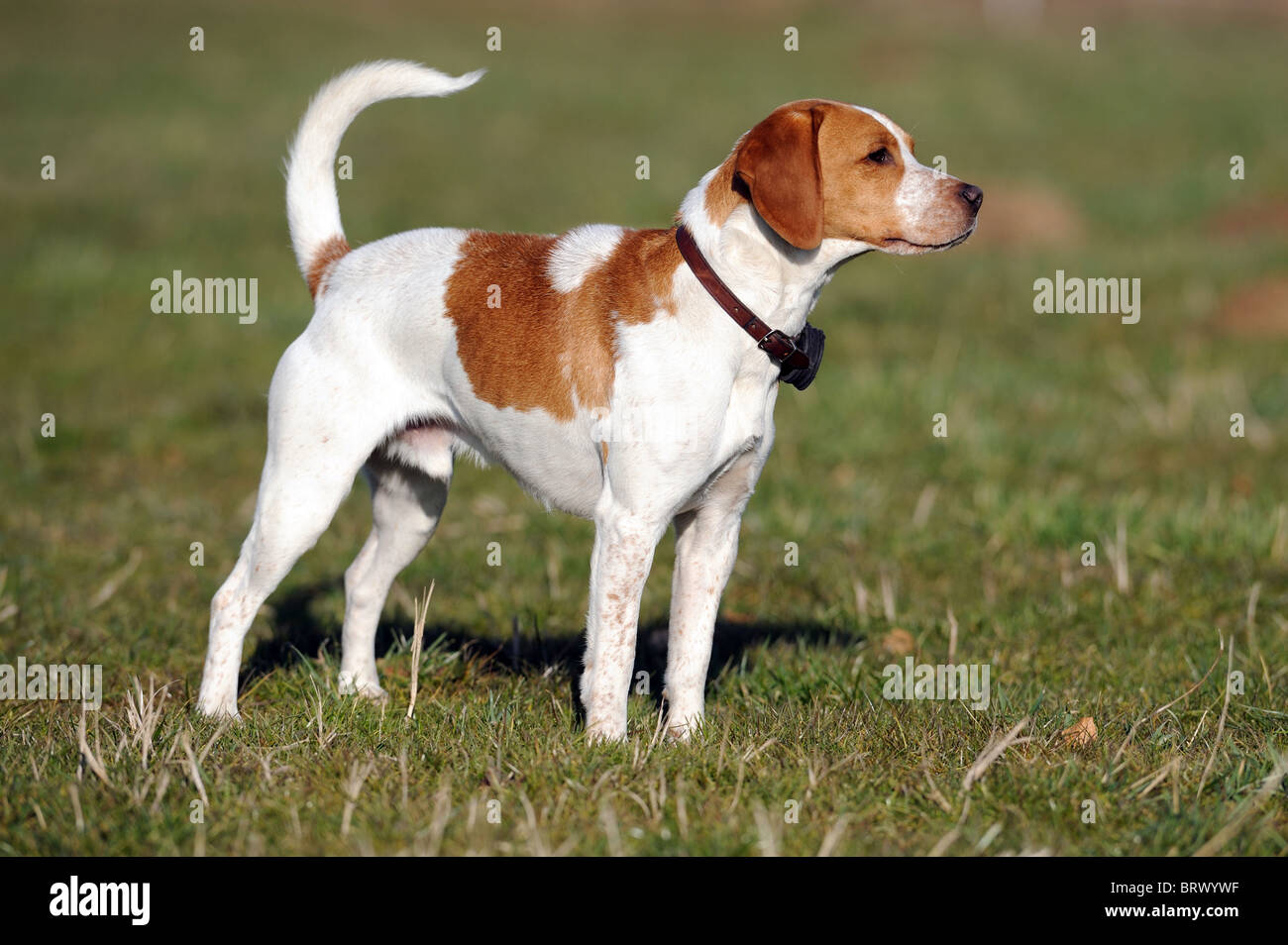 Beagle (Canis lupus familiaris). Male standing on grass, side view ...