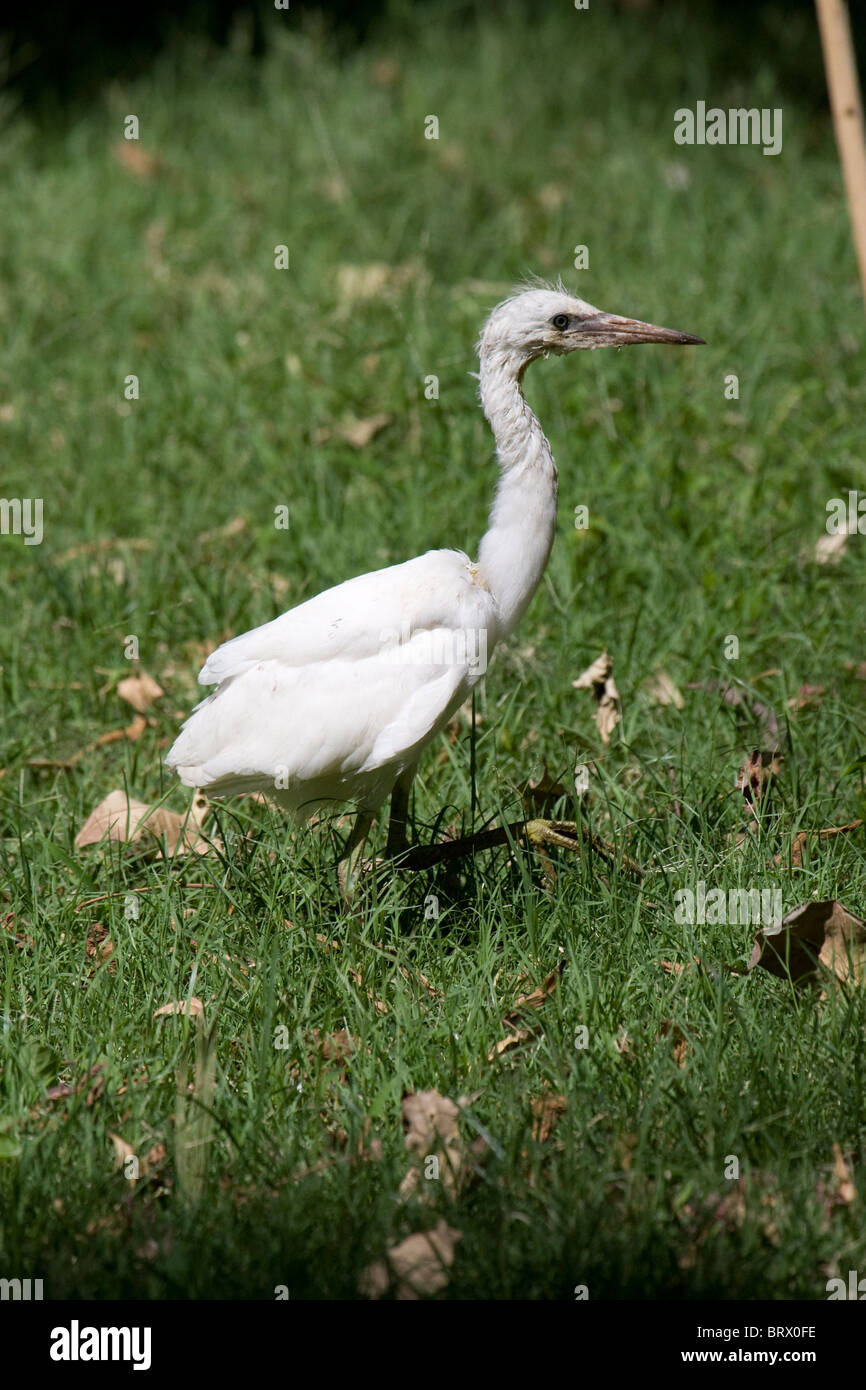 Egret Baby Egret Bird Water Bird White Animals In The Wild Aviary Wildlife Wildlife Reserve ...
