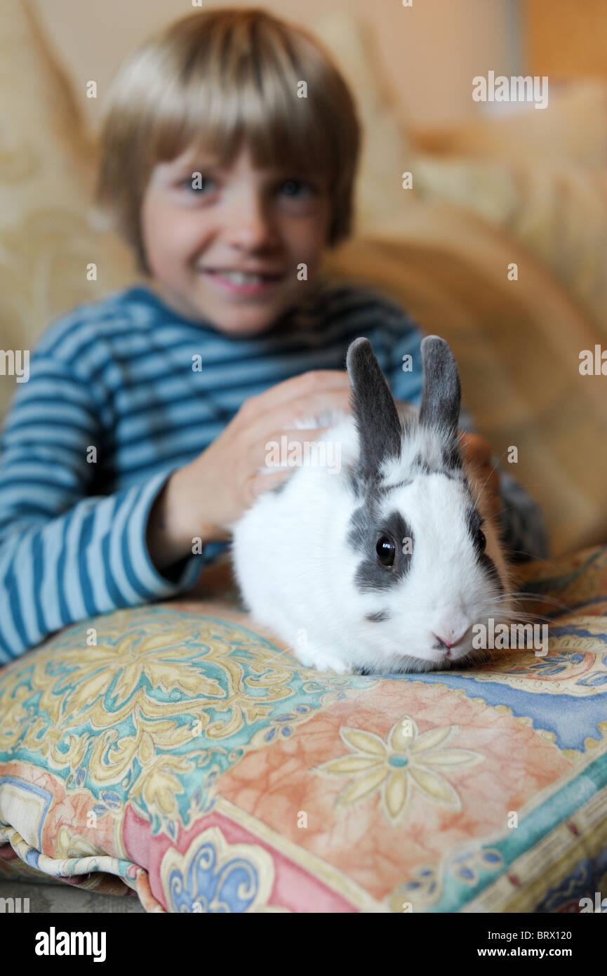 A white and grey house rabbit sitting on a cushion on the lap of a boy ...