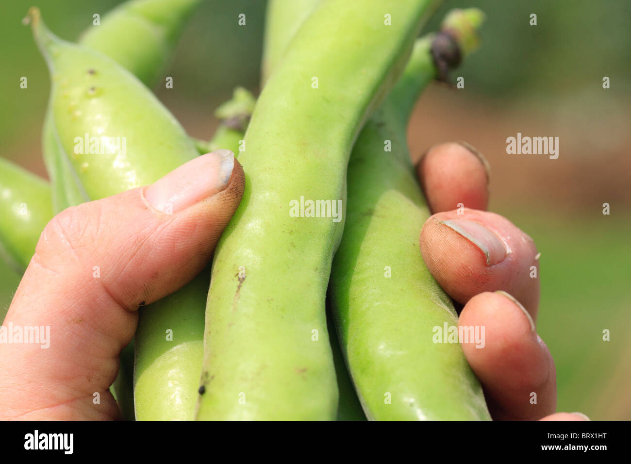 Broad bean pods beans hi-res stock photography and images - Alamy