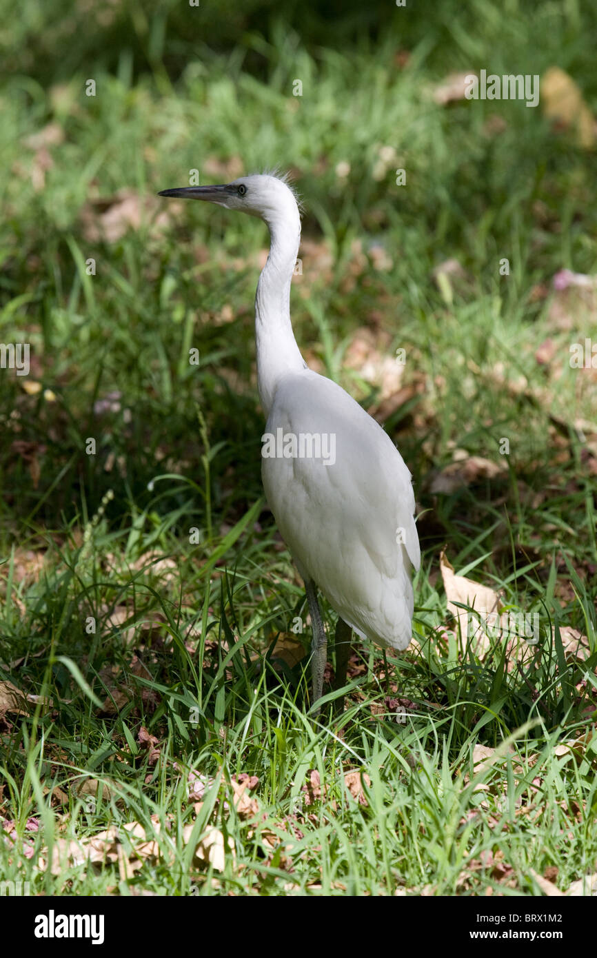 Egret Baby Egret Bird Water Bird White Animals In The Wild Aviary ...