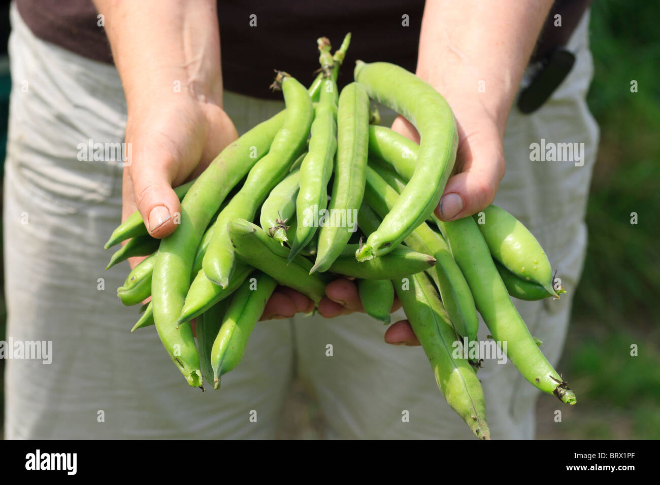 Broad Bean Pods Beans High Resolution Stock Photography and Images - Alamy