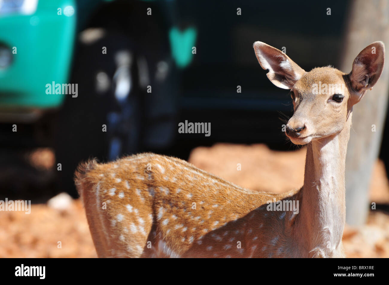 Persian Fallow Deer (Dama dama Mesopotamica Stock Photo - Alamy