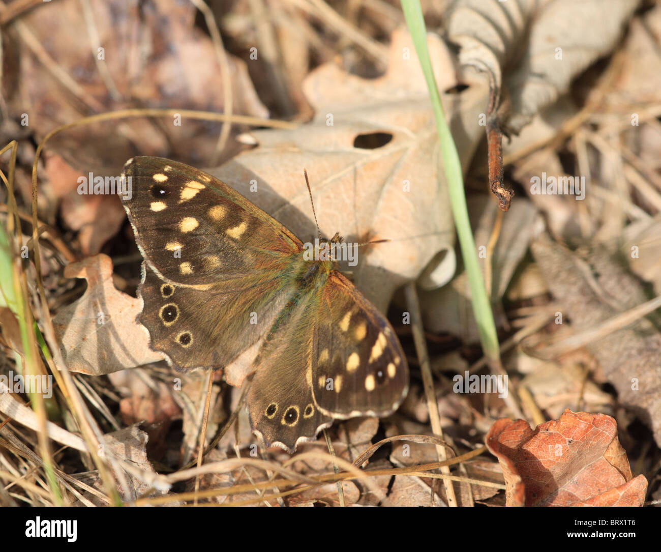 Butterfly camouflage hi-res stock photography and images - Alamy
