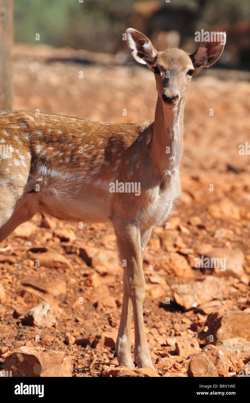 Persian Fallow Deer (Dama dama Mesopotamica Stock Photo - Alamy