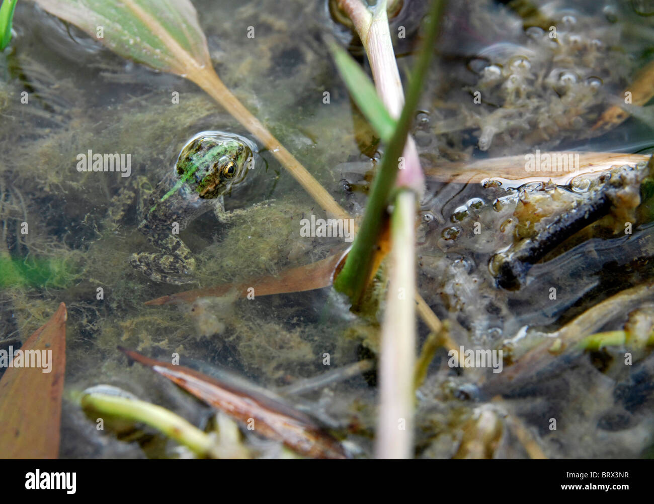 Froglet Stock Photos & Froglet Stock Images - Alamy