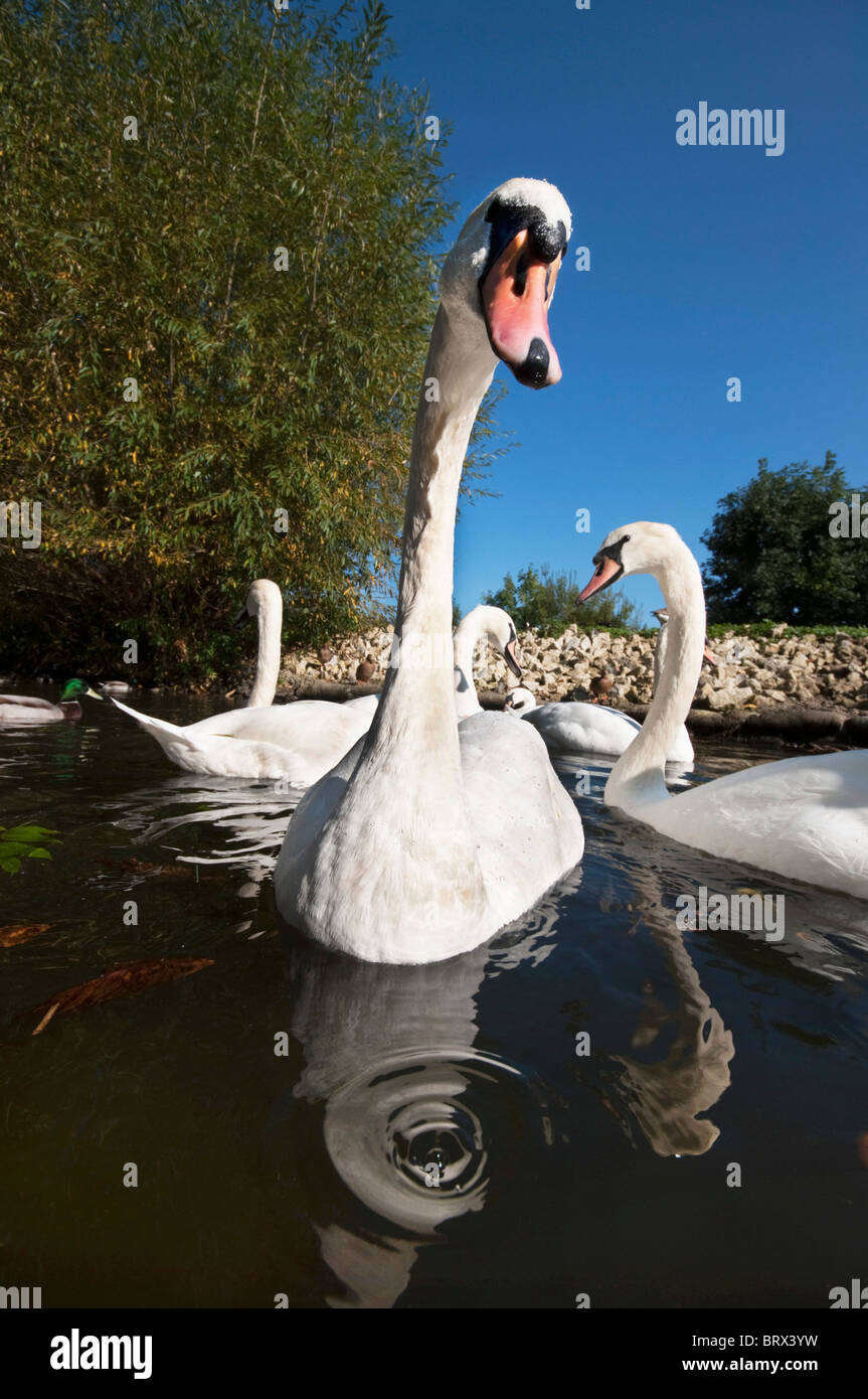 Wedge of swans hi-res stock photography and images - Alamy