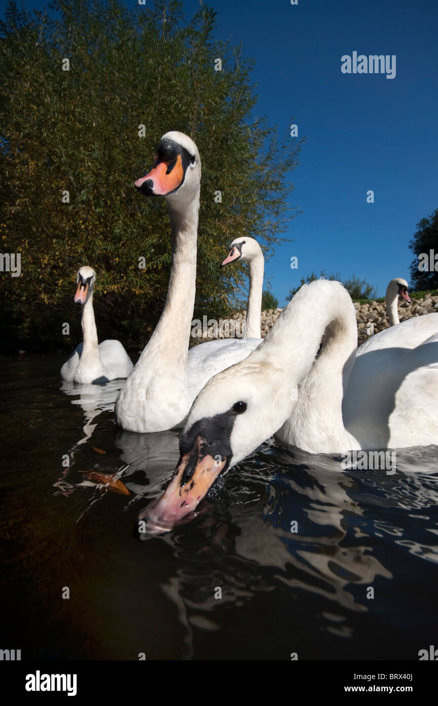 Wedge of swans hi-res stock photography and images - Alamy