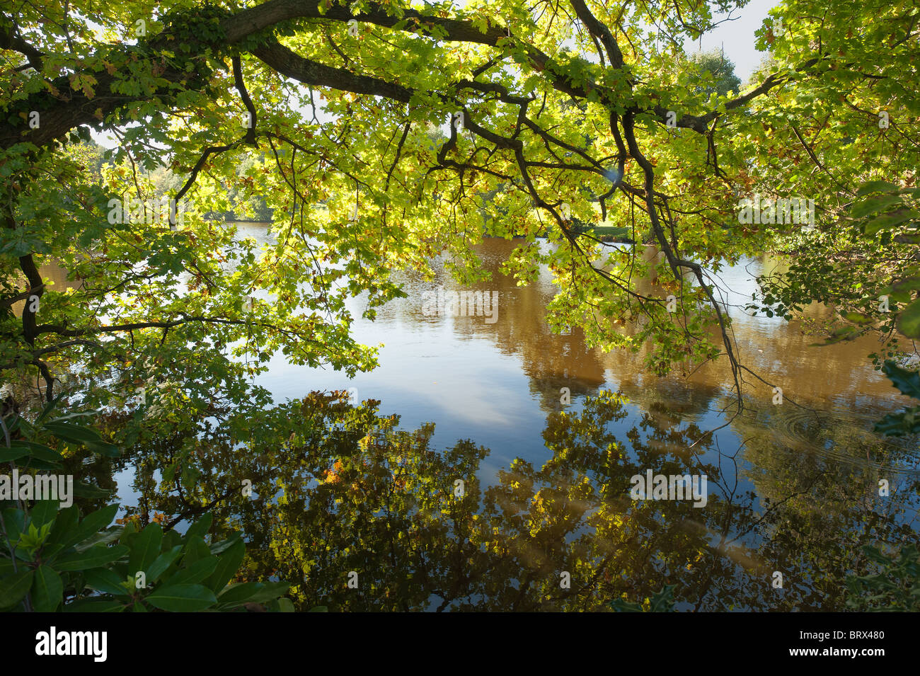 Autumnal reflection from an overhanging oak tree, Quercus robur Stock ...