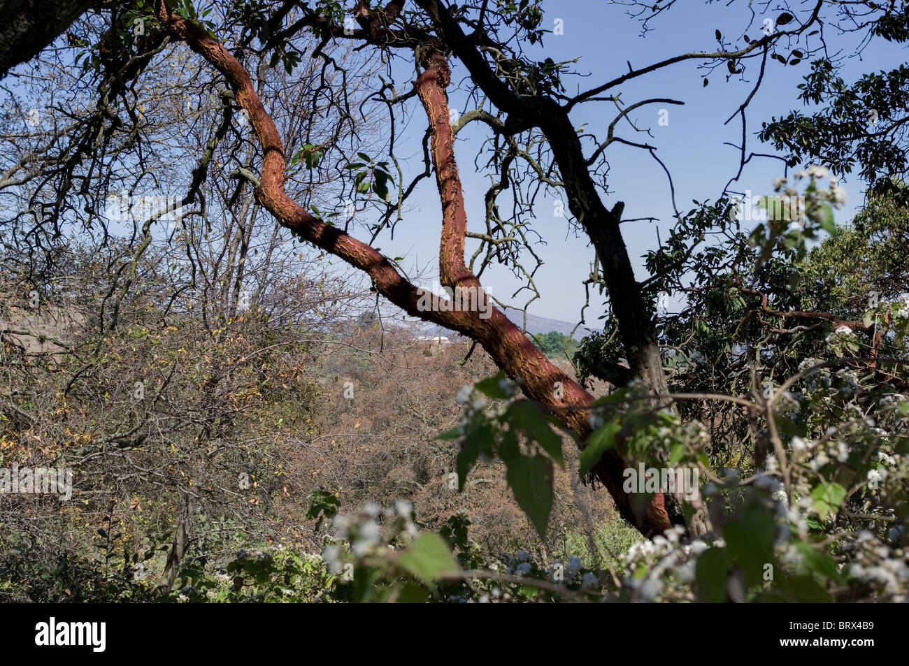 Madrone tree arbutus hi-res stock photography and images - Alamy