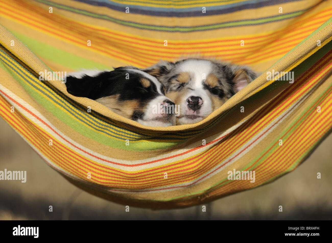 Australian Shepherd (Canis lupus familiaris). Two puppies sleeping in a ...