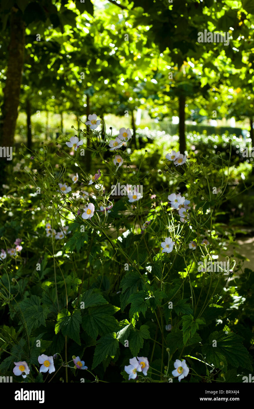 Japanese anemone leaves hi-res stock photography and images - Alamy