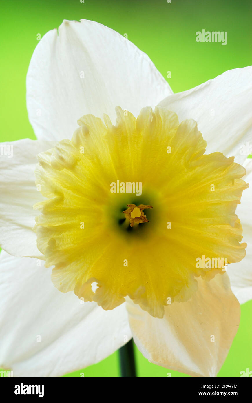 A single pale daffodil with darker trumpet. Dorset, UK April 2010 Stock ...