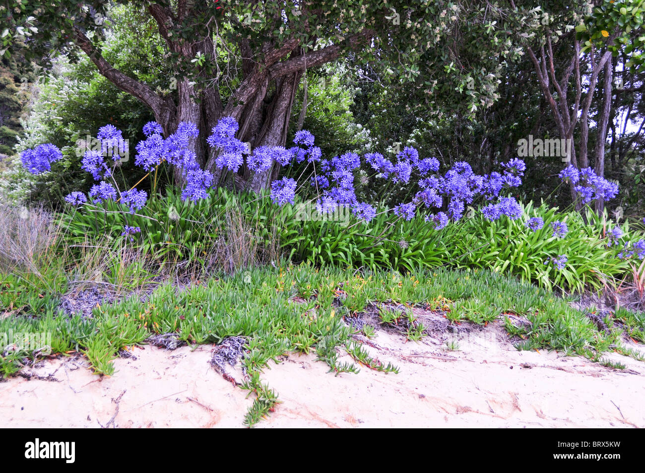 New Zealand, South Island, Nelson, Bark Bay Abel Tasman National Park ...