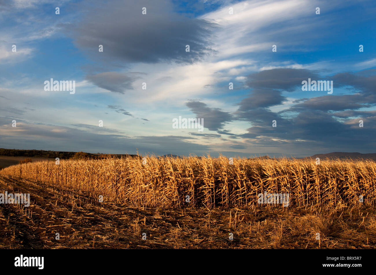 Corn maize harvest france hi-res stock photography and images - Alamy