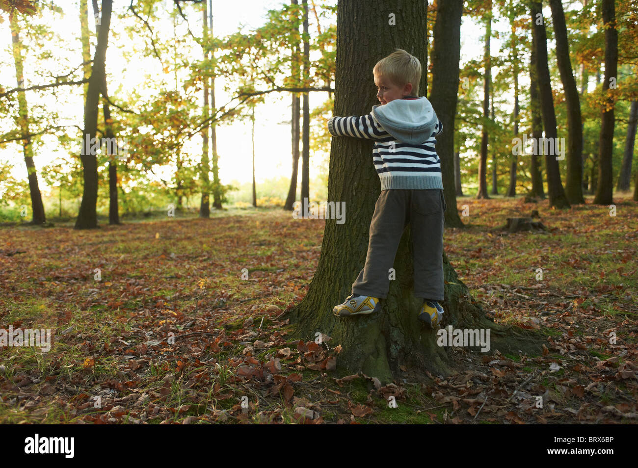 A boy playing in the forest summer Stock Photo - Alamy
