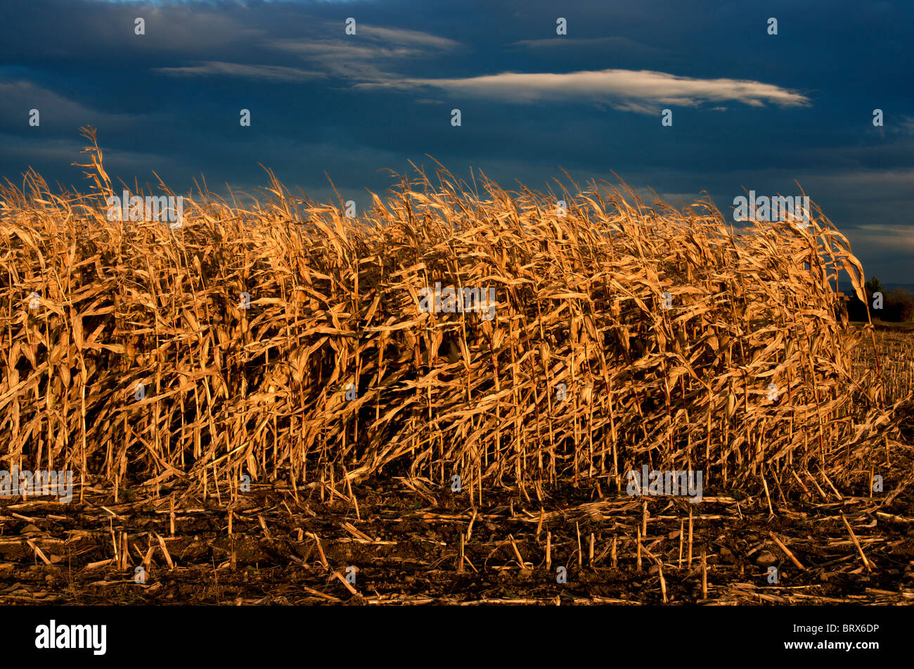 Maize cultivation hi-res stock photography and images - Alamy
