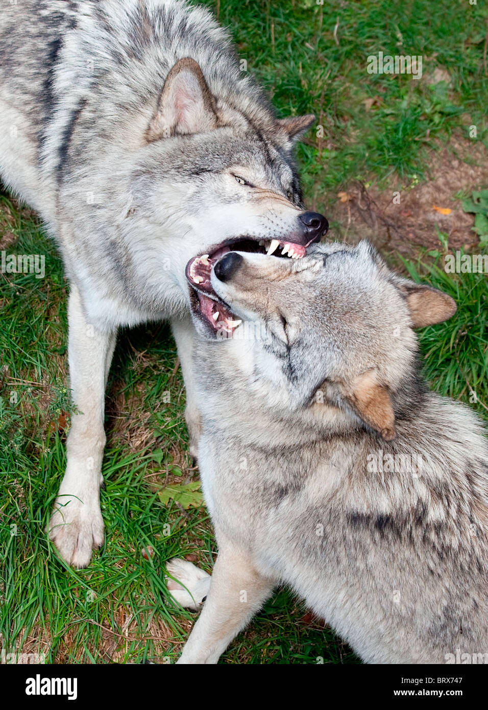 Two gray wolves are fighting for their dominance Stock Photo - Alamy
